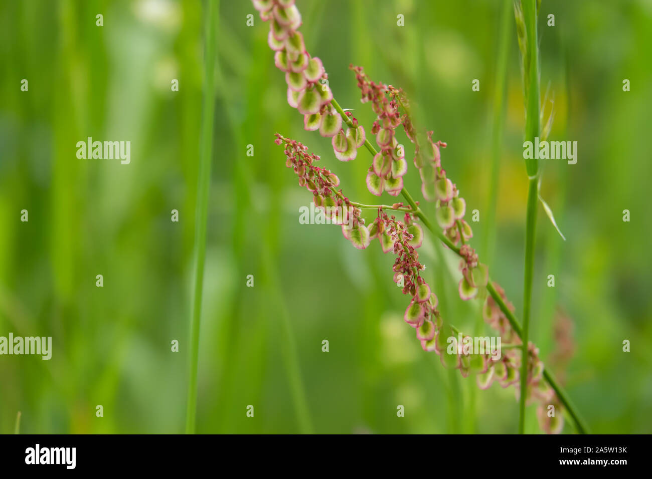 Wild Dock Fruits in Springtime Stock Photo - Alamy