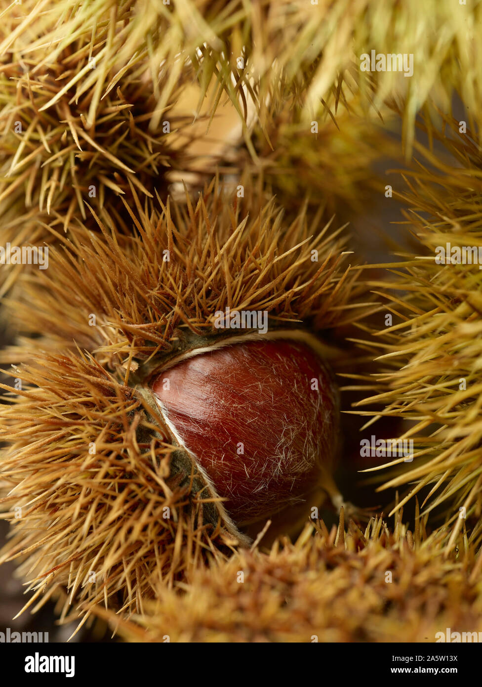 Nature close-up portrait of sweet chestnut showing form and structure ...