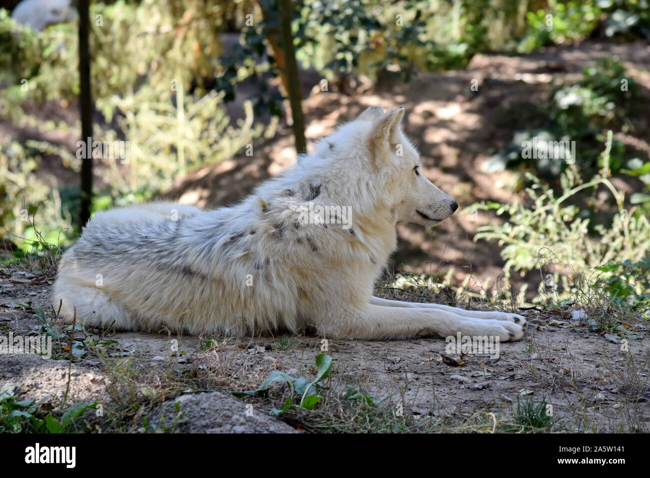 Portrait of White Arctic Wolf Lying on Ground in the Forest Stock Photo ...