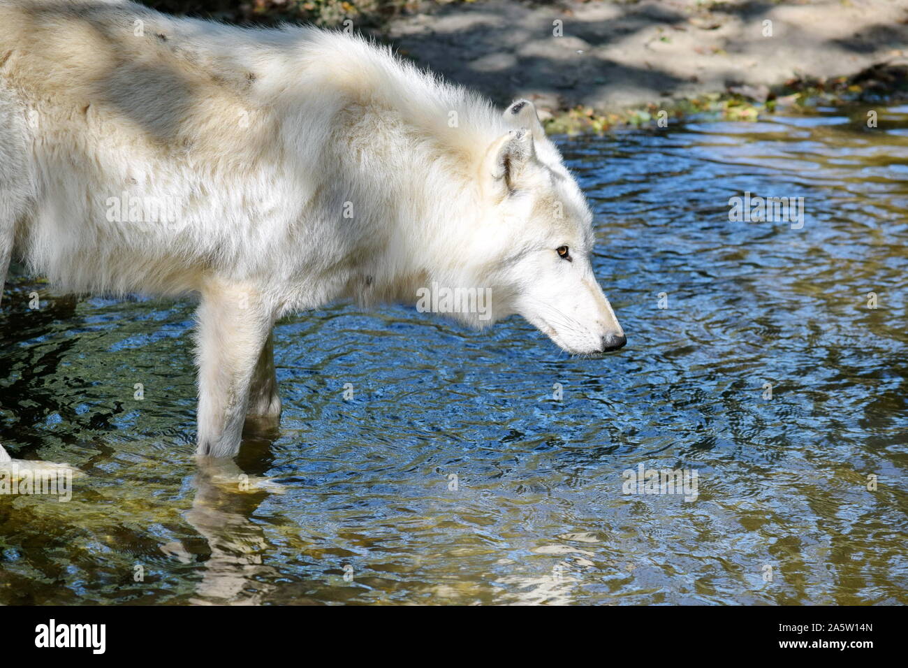 White Arctic Wolf in Lake Portrait Stock Photo - Alamy
