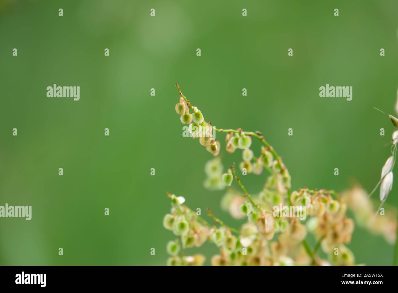 Wild Dock Fruits in Springtime Stock Photo - Alamy