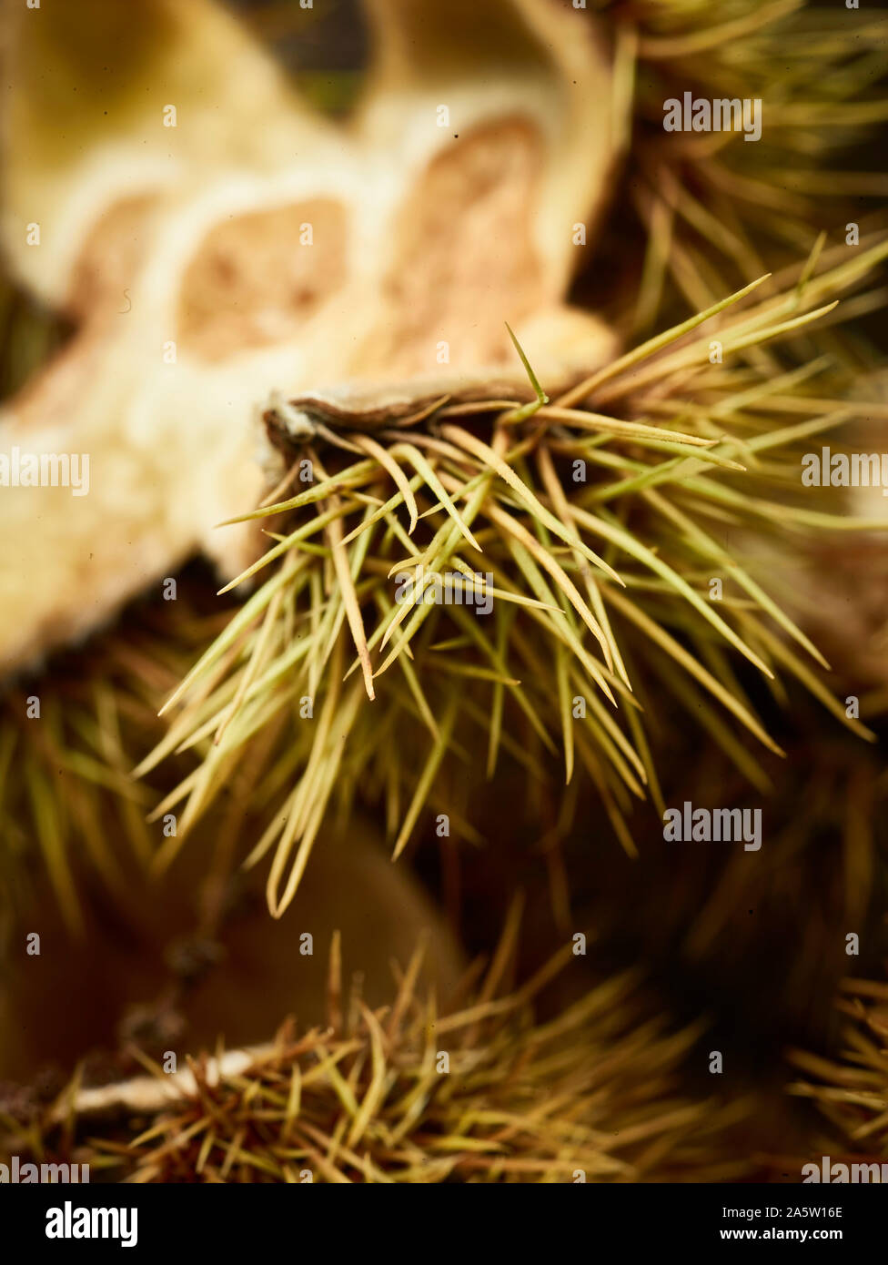 Nature close-up portrait of sweet chestnut showing form and structure ...