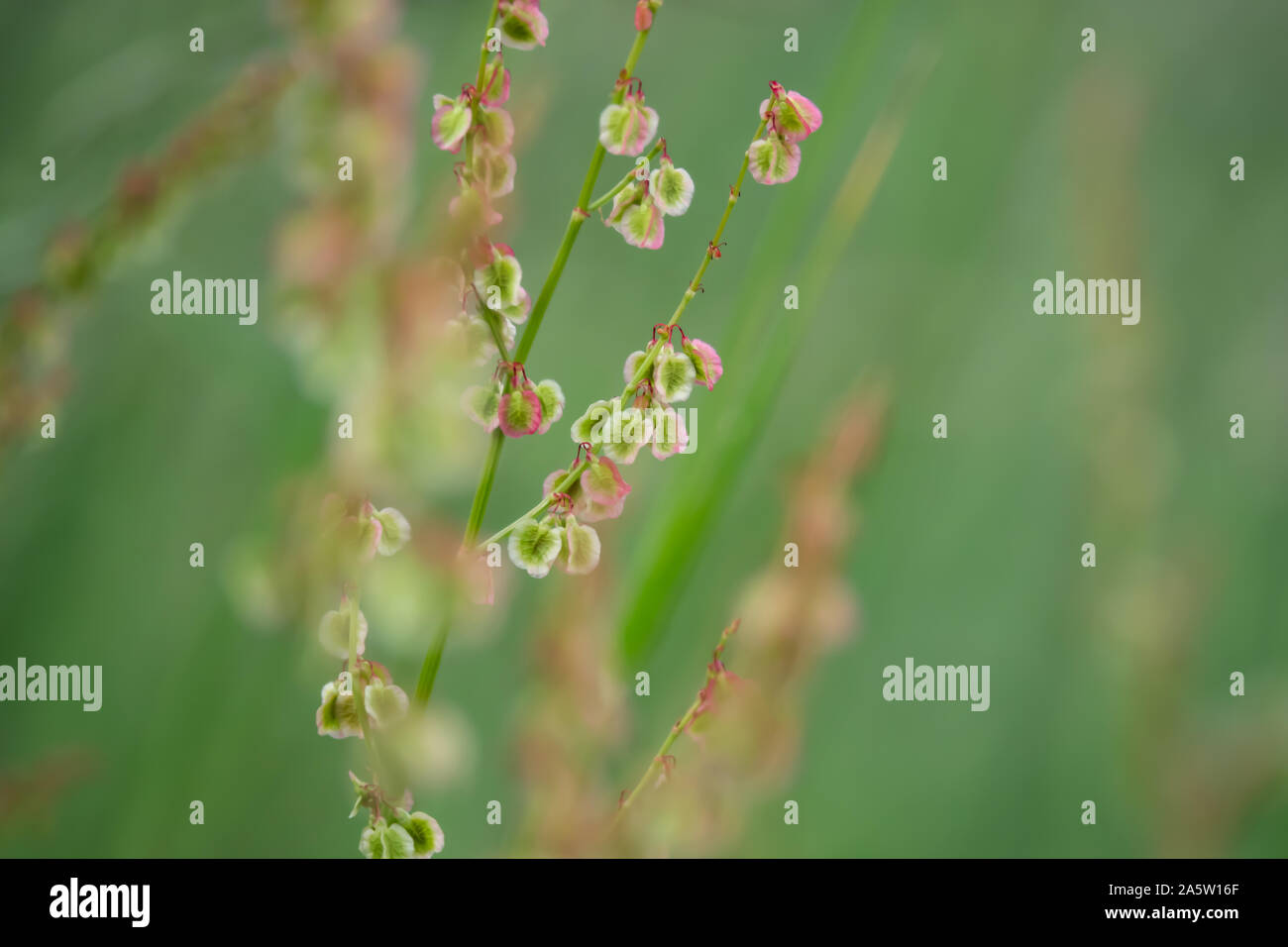 Wild Dock Fruits in Springtime Stock Photo - Alamy