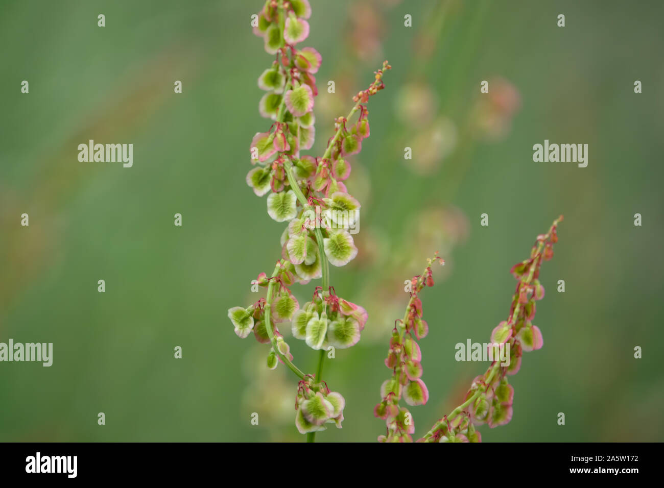 Wild Dock Fruits in Springtime Stock Photo - Alamy