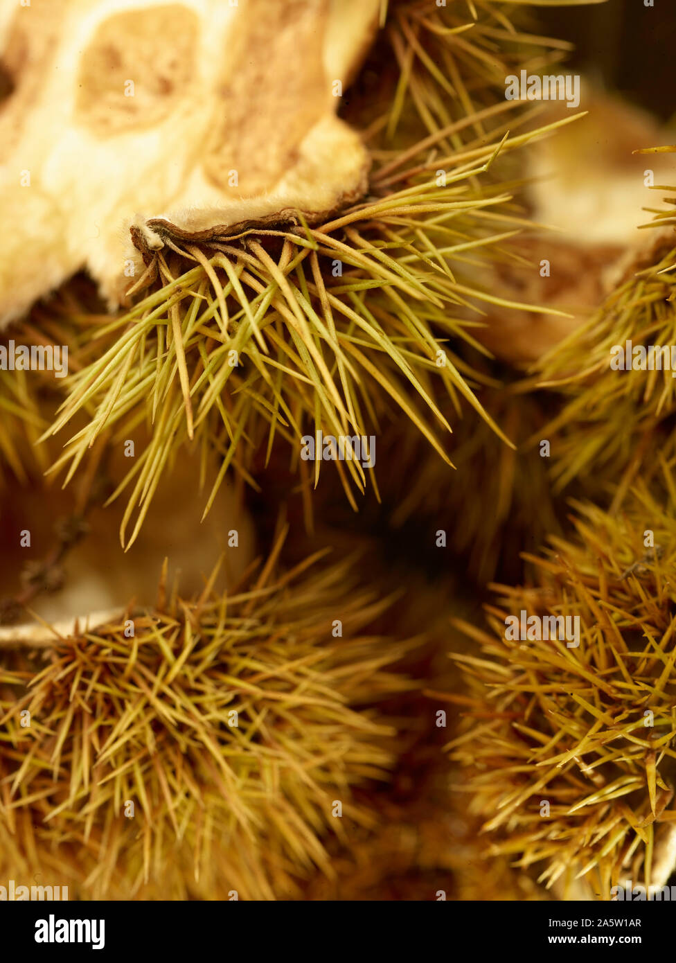 Nature close-up portrait of sweet chestnut showing form and structure ...