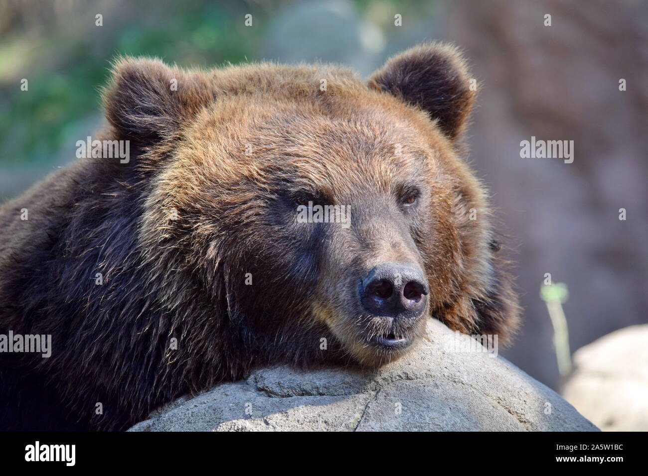 Head Close Up Portrait of Female Brown Bear Stock Photo - Alamy