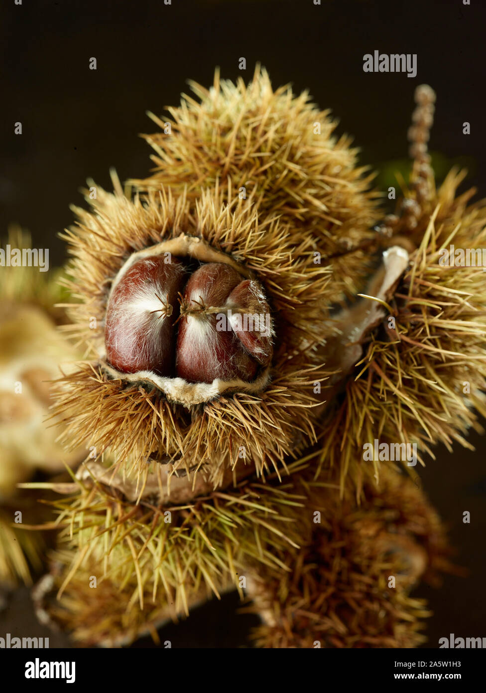 Nature close-up portrait of sweet chestnut showing form and structure ...