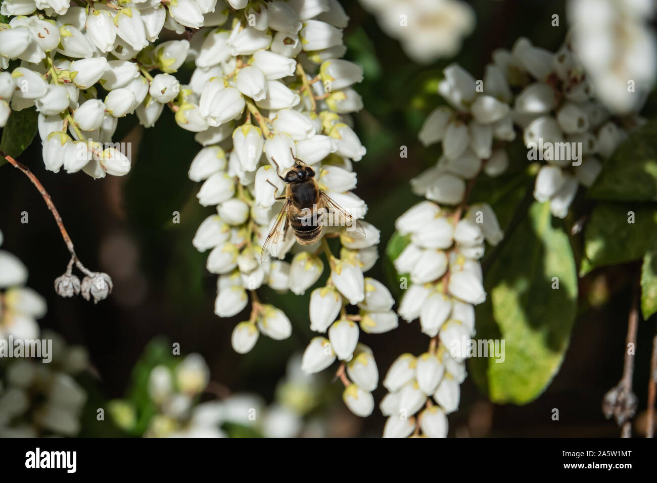 Common Drone Fly on Japanese Andromeda Flowers Stock Photo - Alamy