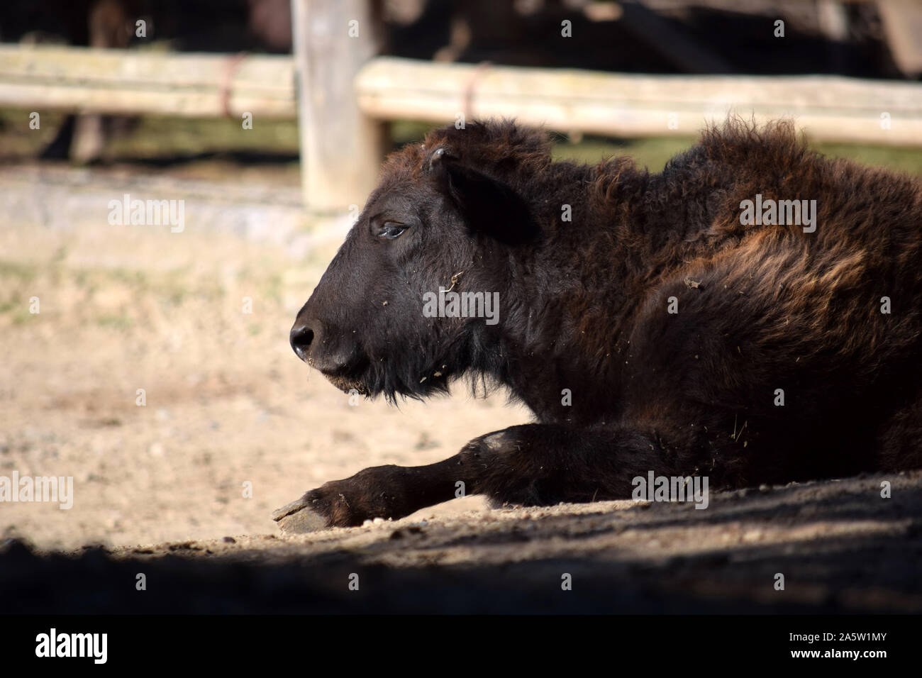 Lying down wild boar hi-res stock photography and images - Alamy