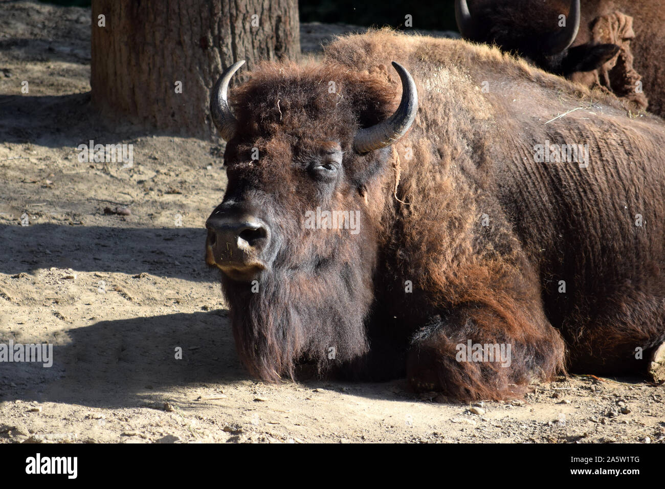Bison Lying Down and Resting Stock Photo - Alamy