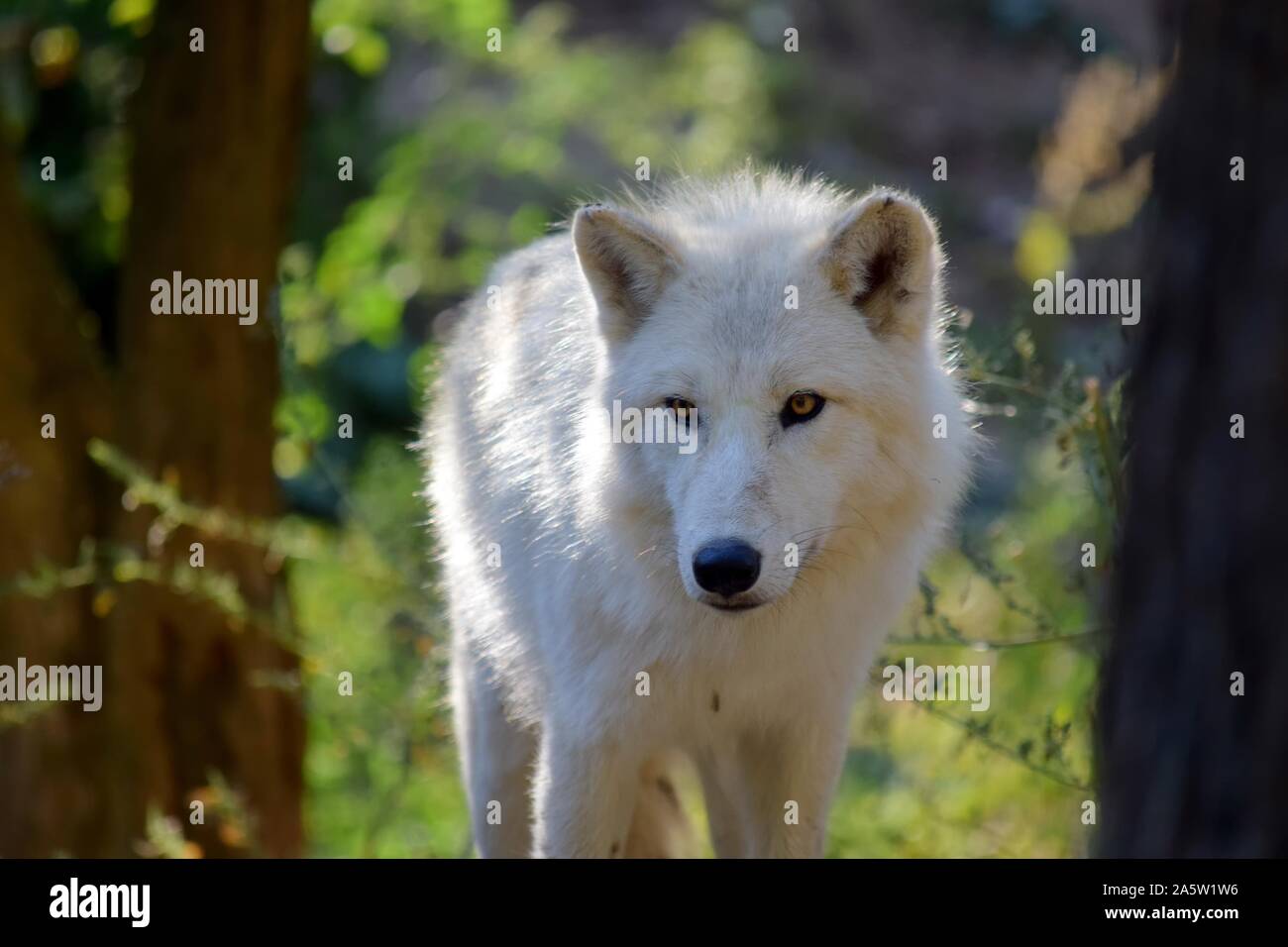 Greenland wolf hi-res stock photography and images - Alamy