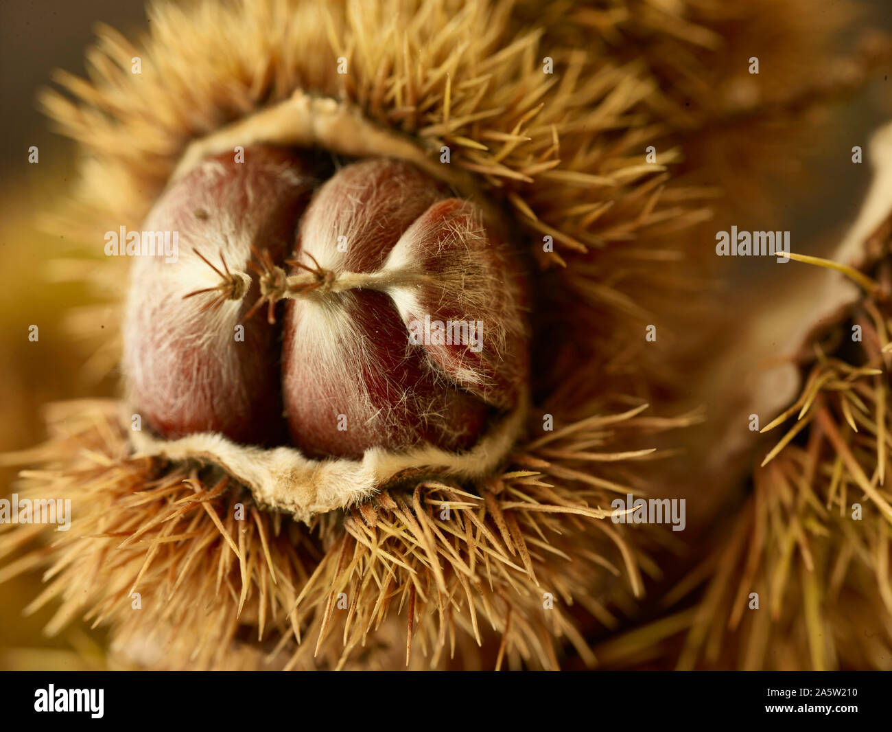 Nature close-up portrait of sweet chestnut showing form and structure ...