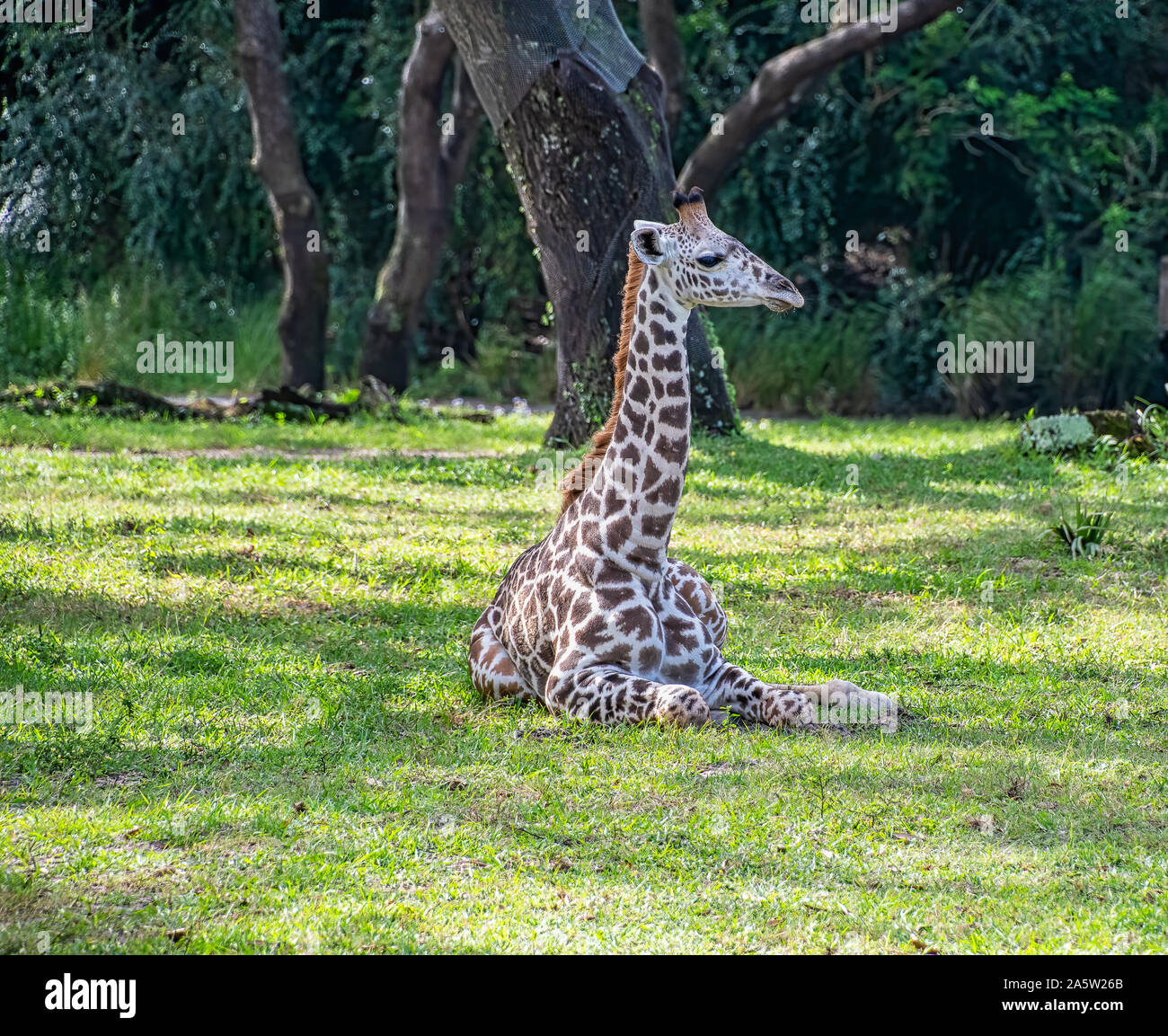 Young Giraffe sitting on the ground Stock Photo - Alamy