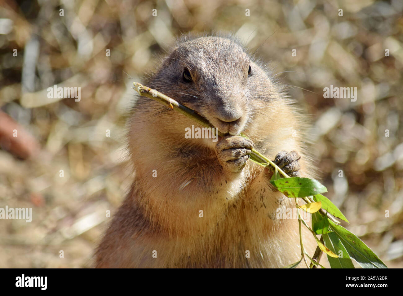 Cute Rodent Black Tailed Prairie Dog Eating Branch Close Up Stock Photo ...