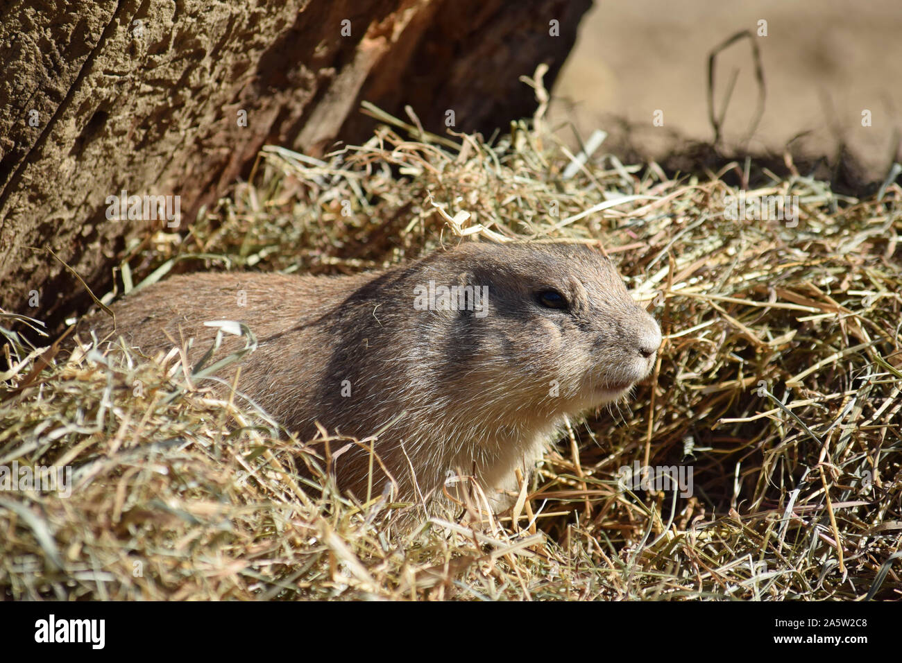 Cynomys in grass hi-res stock photography and images - Alamy