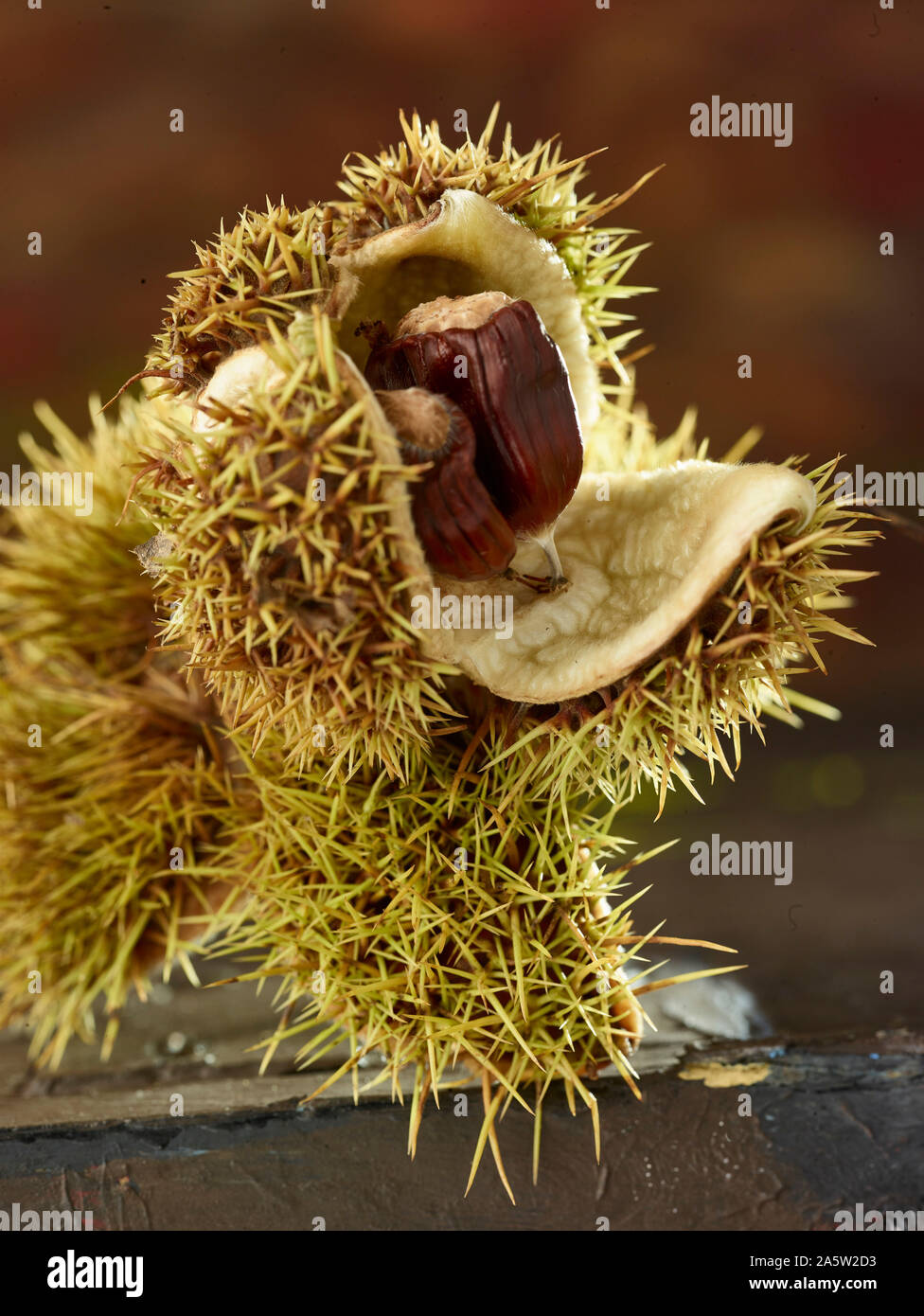Nature close-up portrait of sweet chestnut showing form and structure ...