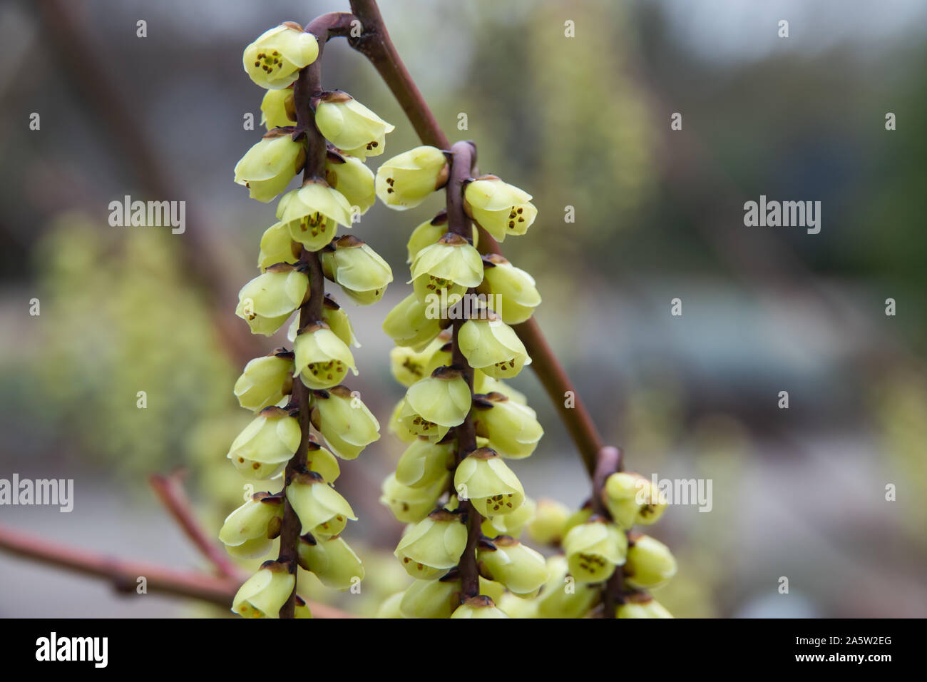 Stachyurus winter hi-res stock photography and images - Alamy