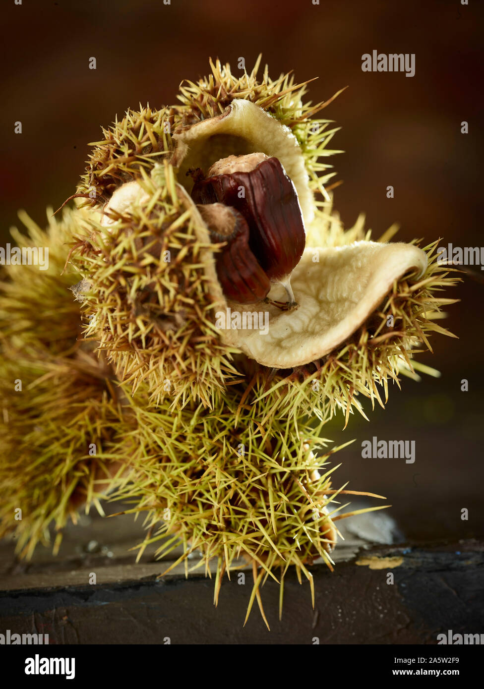 Nature close-up portrait of sweet chestnut showing form and structure ...