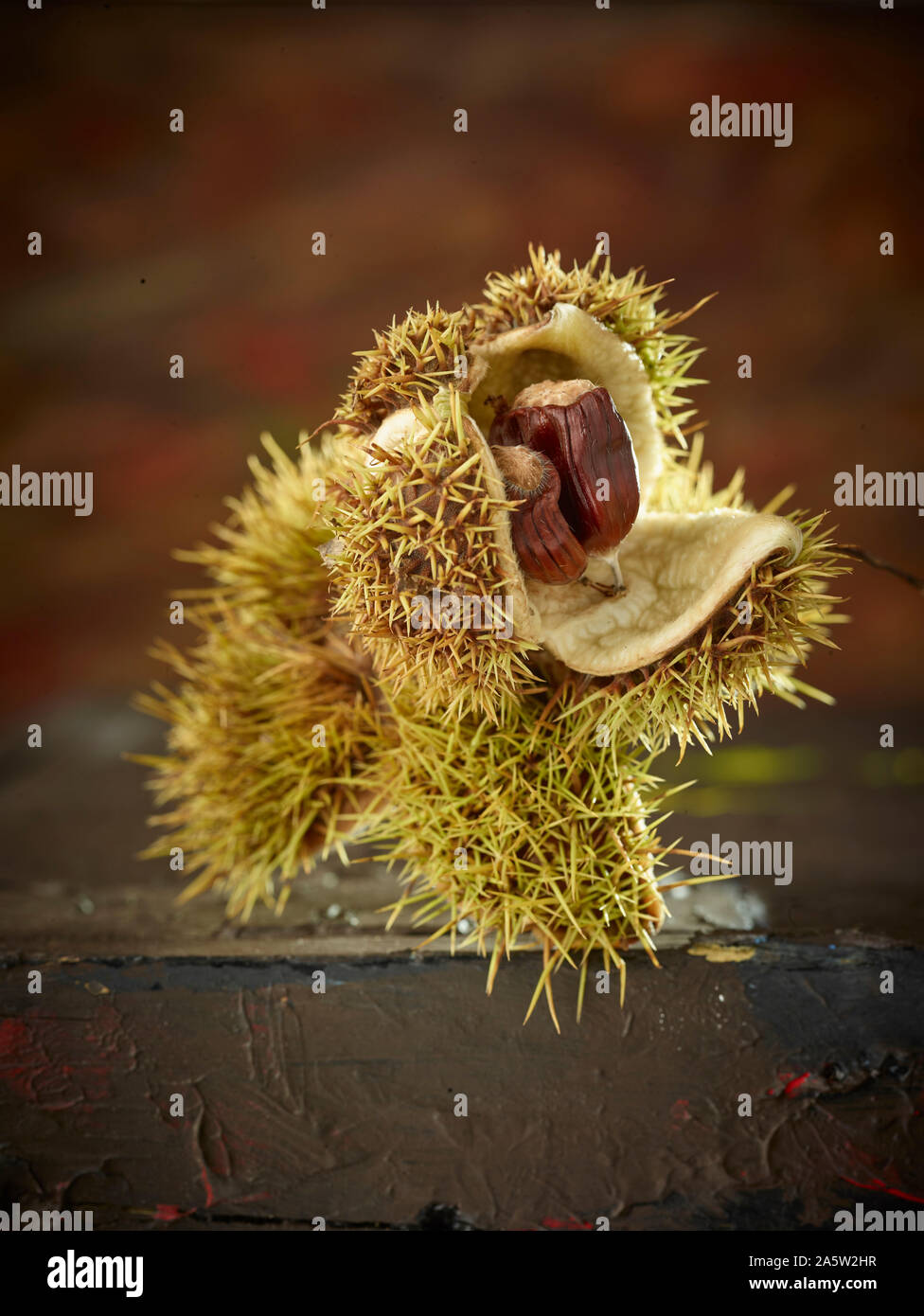 Nature close-up portrait of sweet chestnut showing form and structure ...