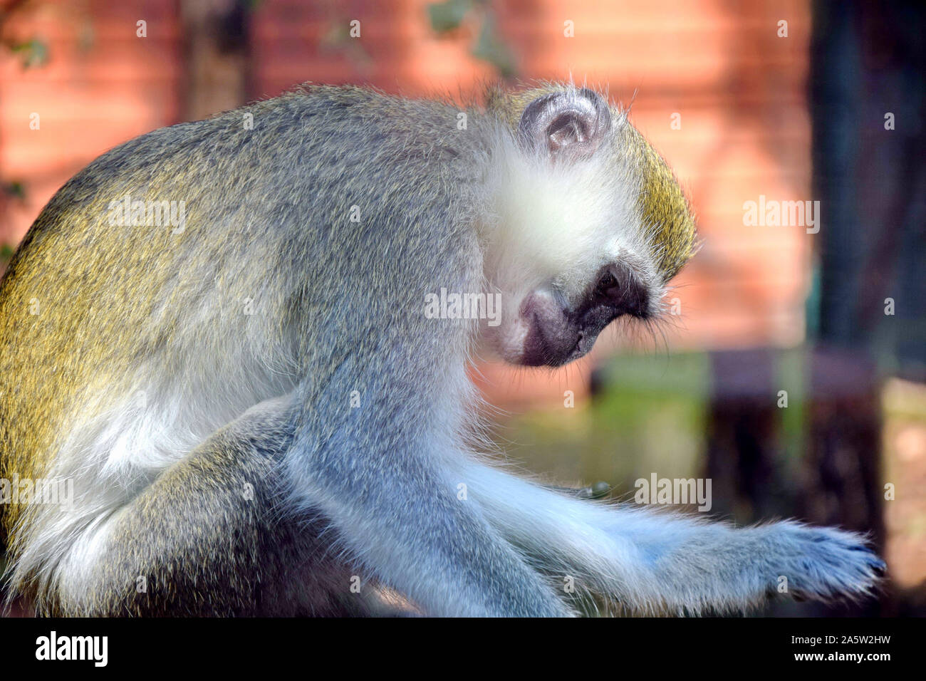 Green Monkey Chlorocebus Sabaeus Portrait Stock Photo - Alamy