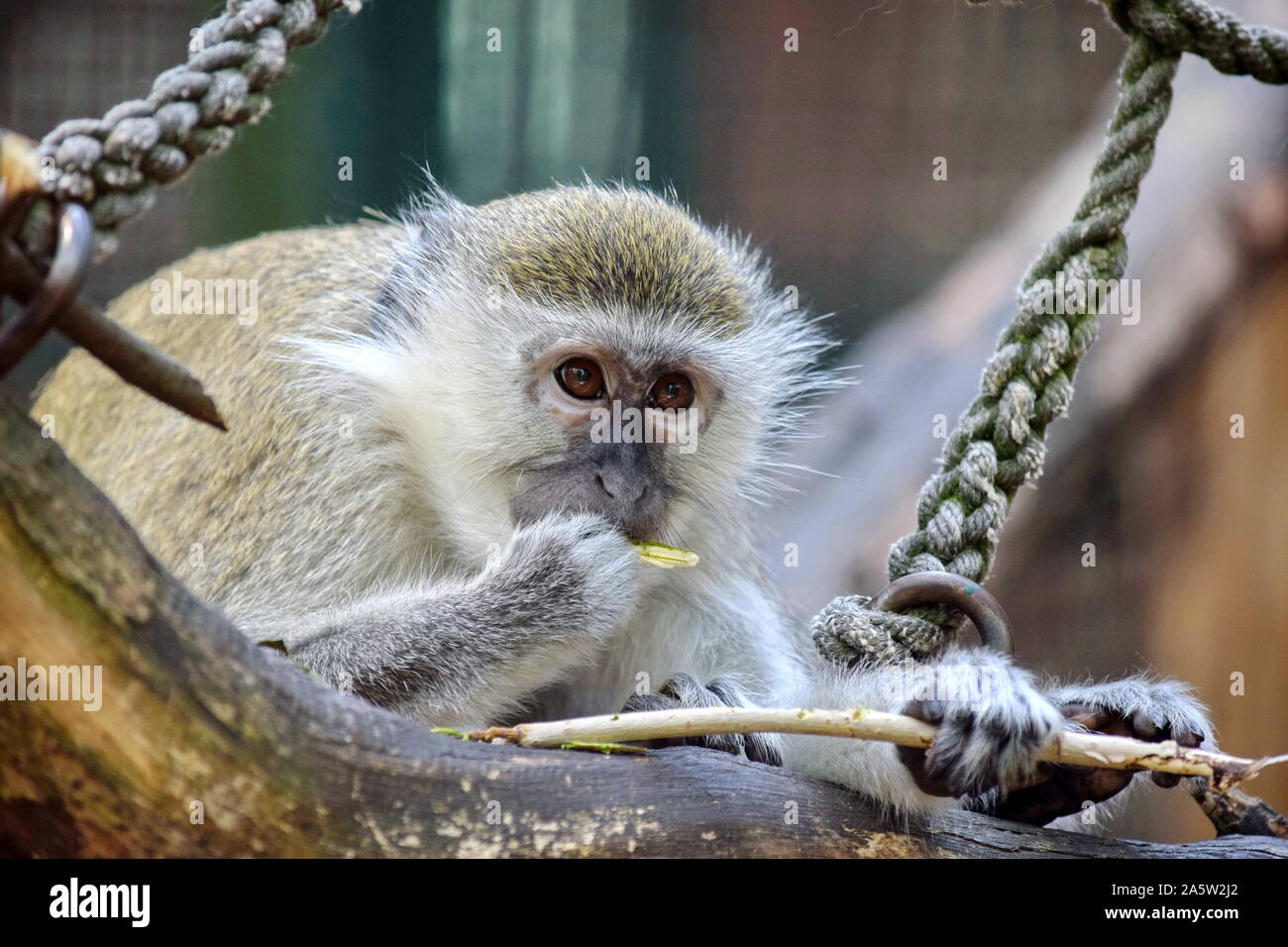 Monkey observed hi-res stock photography and images - Alamy