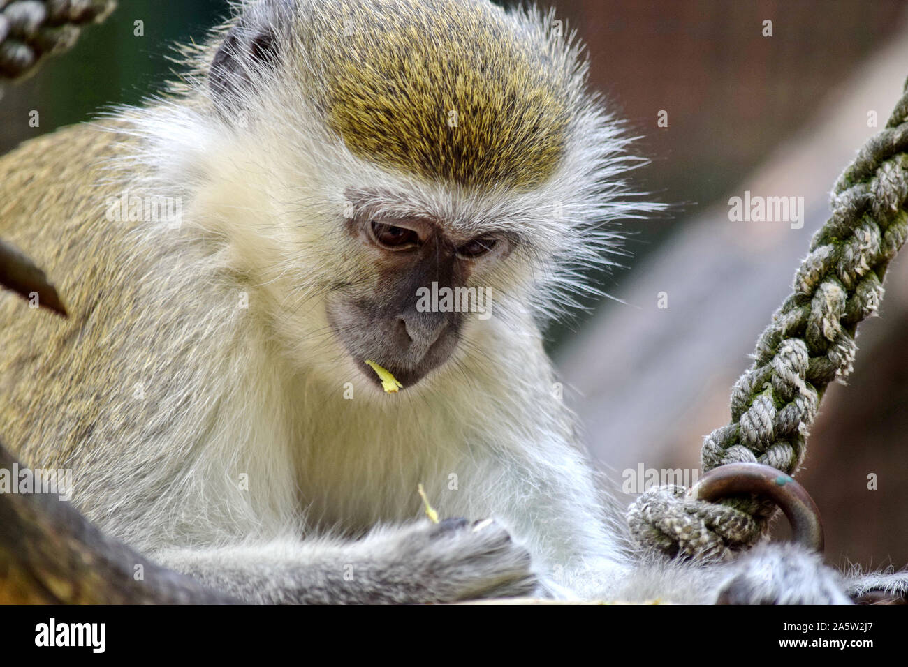 Green Monkey Chlorocebus Sabaeus Eating Stock Photo - Alamy