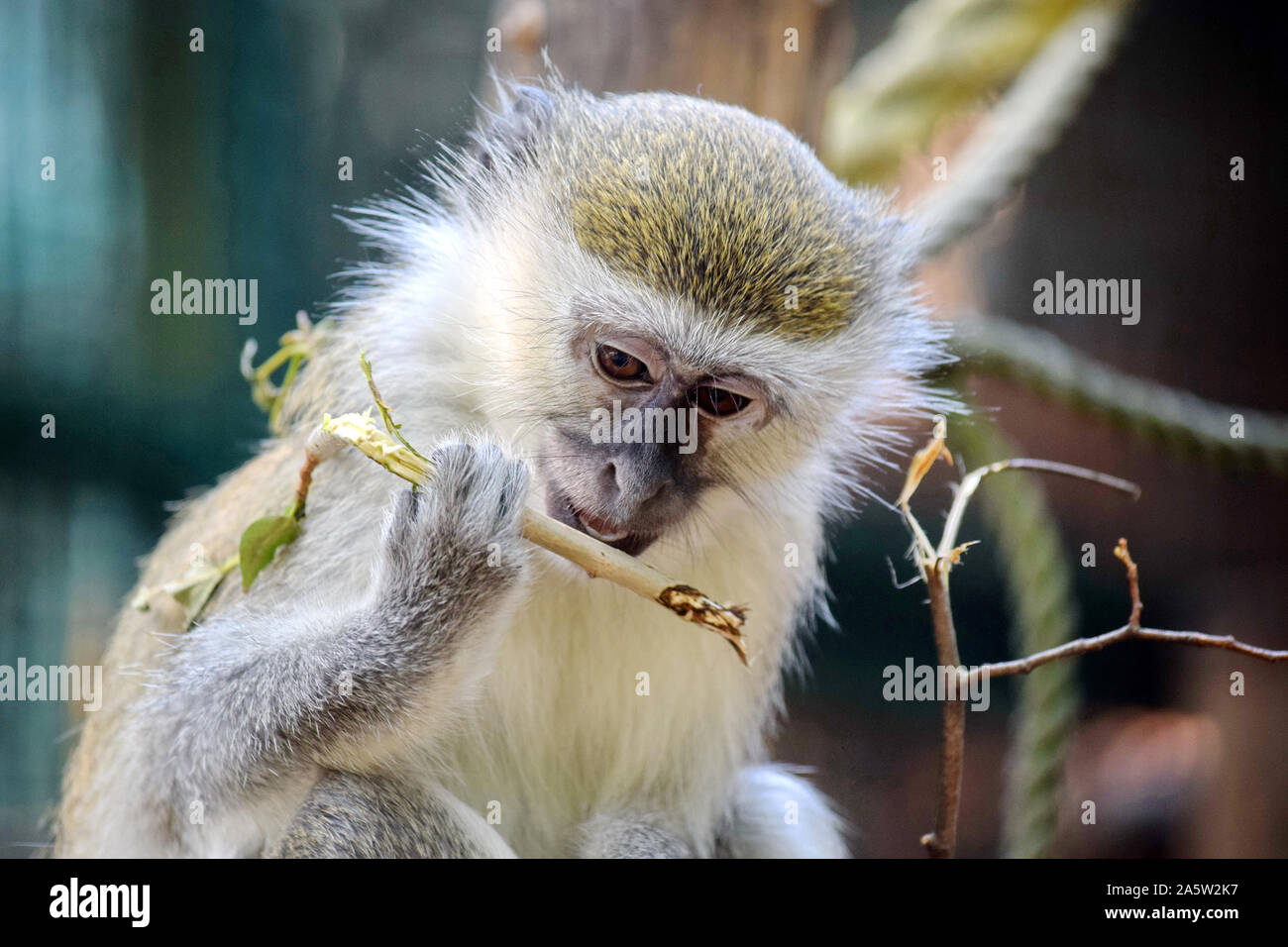 Green Monkey Chlorocebus Sabaeus Eating Branch Stock Photo - Alamy