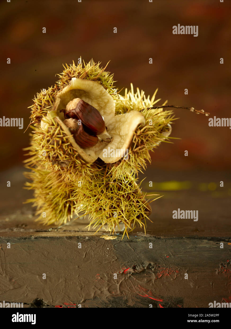 Nature close-up portrait of sweet chestnut showing form and structure ...