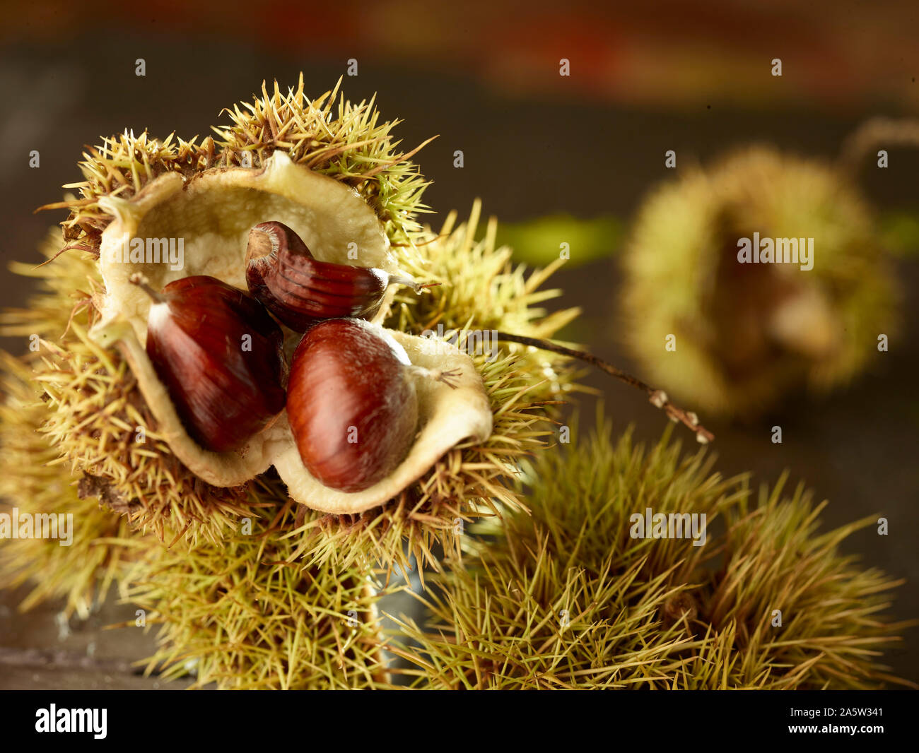 Nature close-up portrait of sweet chestnut showing form and structure ...