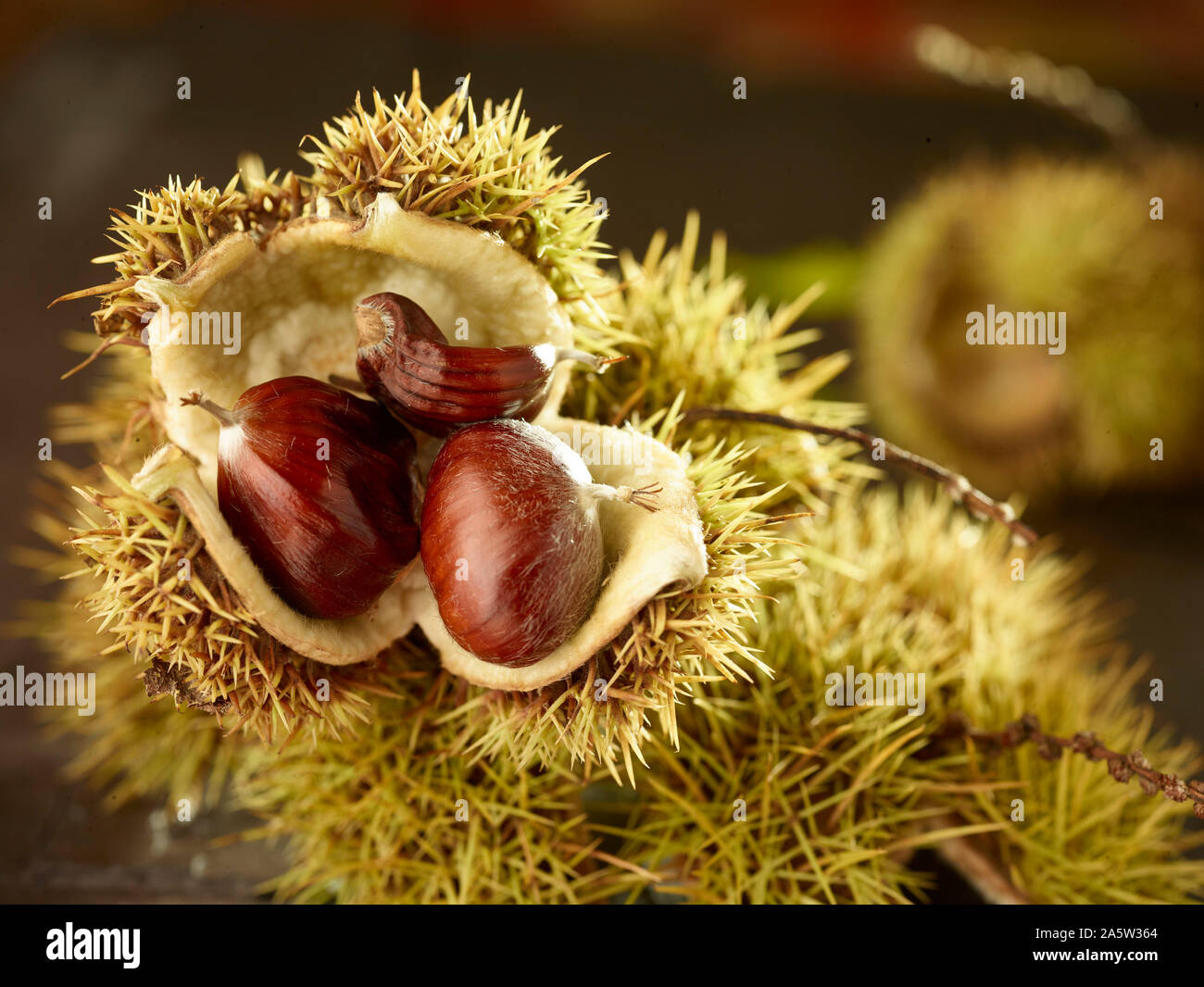 Nature close-up portrait of sweet chestnut showing form and structure ...