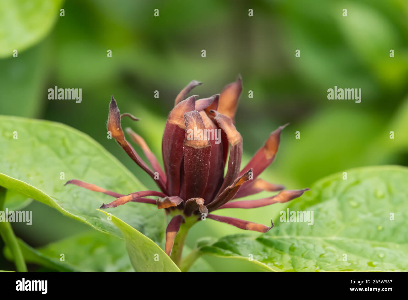 Eastern sweetshrub hi-res stock photography and images - Alamy