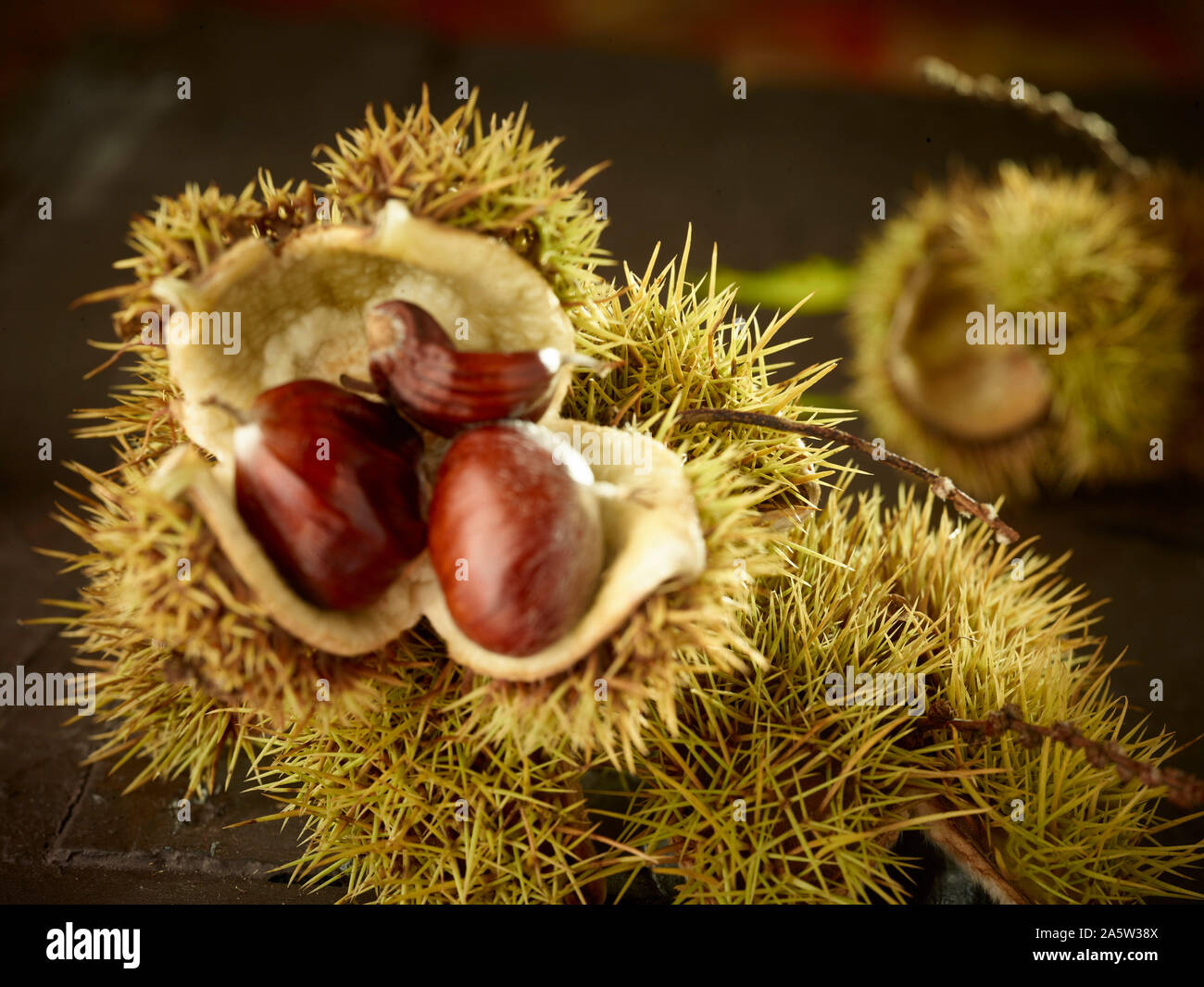 Nature close-up portrait of sweet chestnut showing form and structure ...