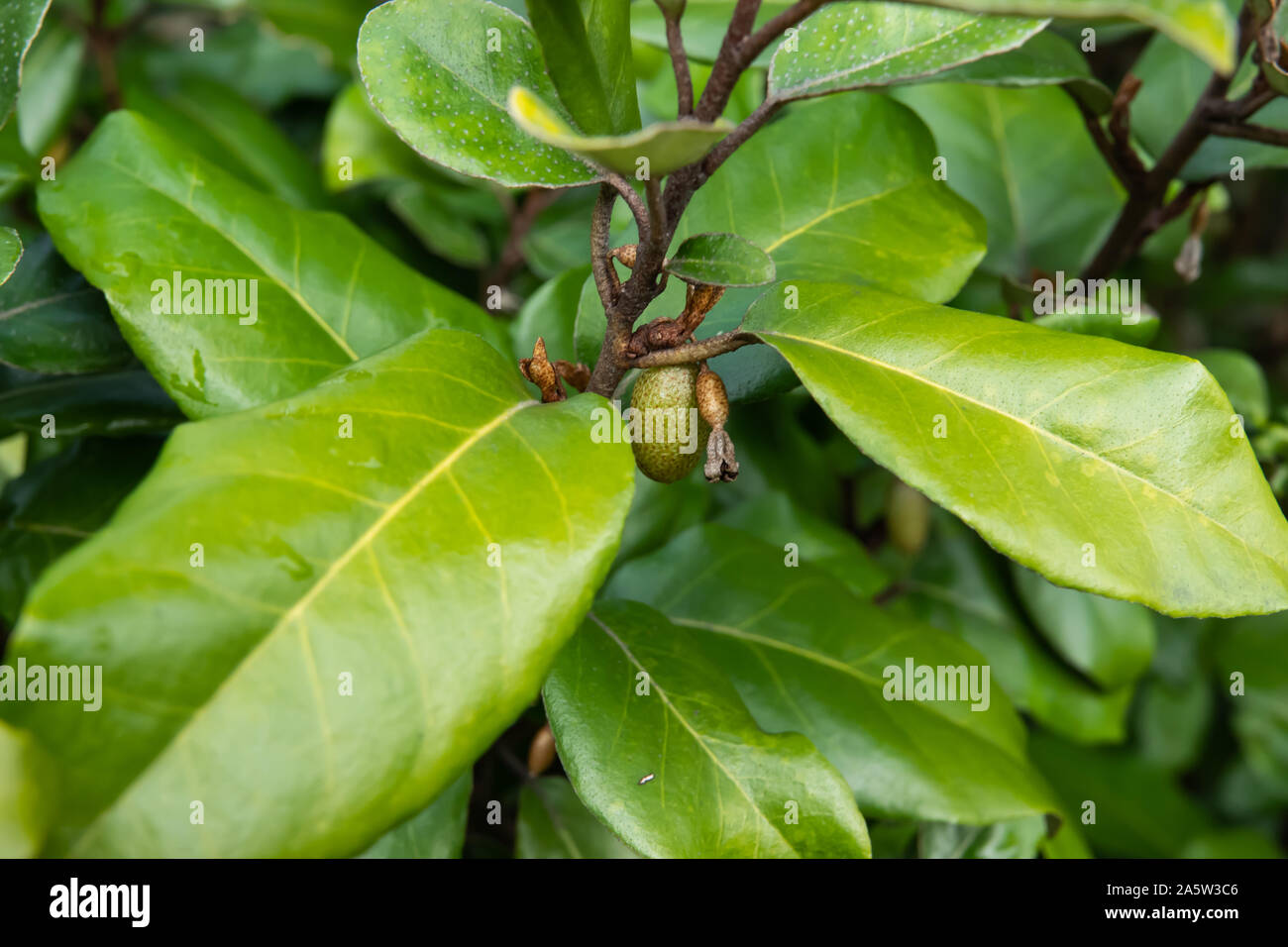 Silverberry High Resolution Stock Photography and Images - Alamy