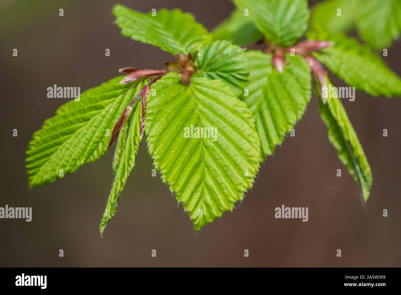 Elm Leaves Growing in Springtime Stock Photo - Alamy