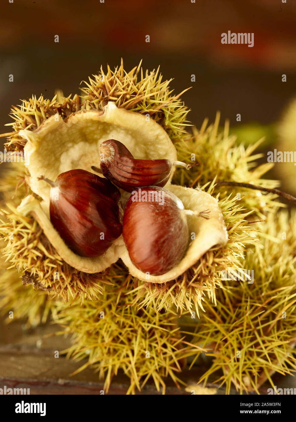 Nature close-up portrait of sweet chestnut showing form and structure ...