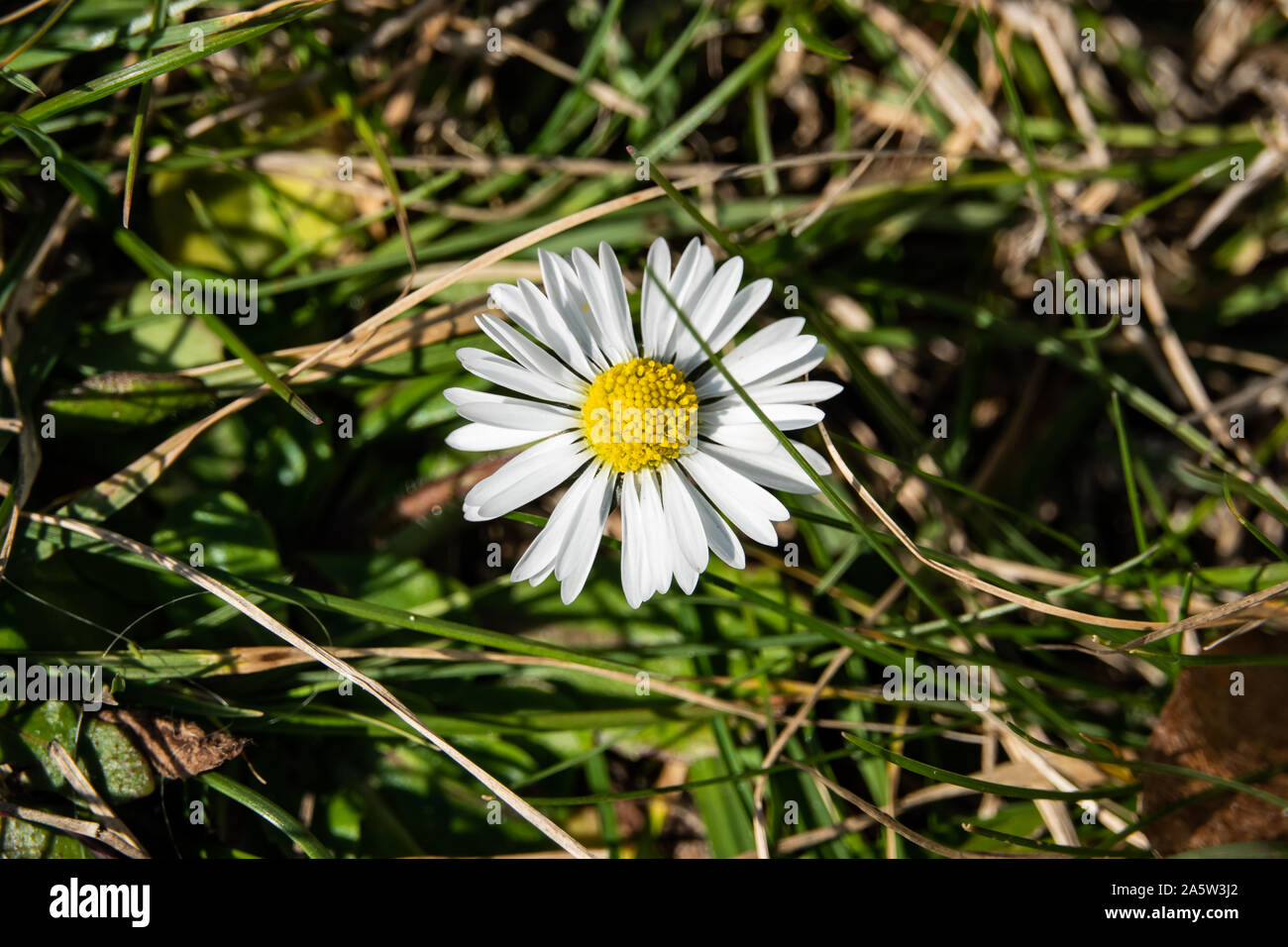 English Daisy in Bloom in Winter Stock Photo - Alamy