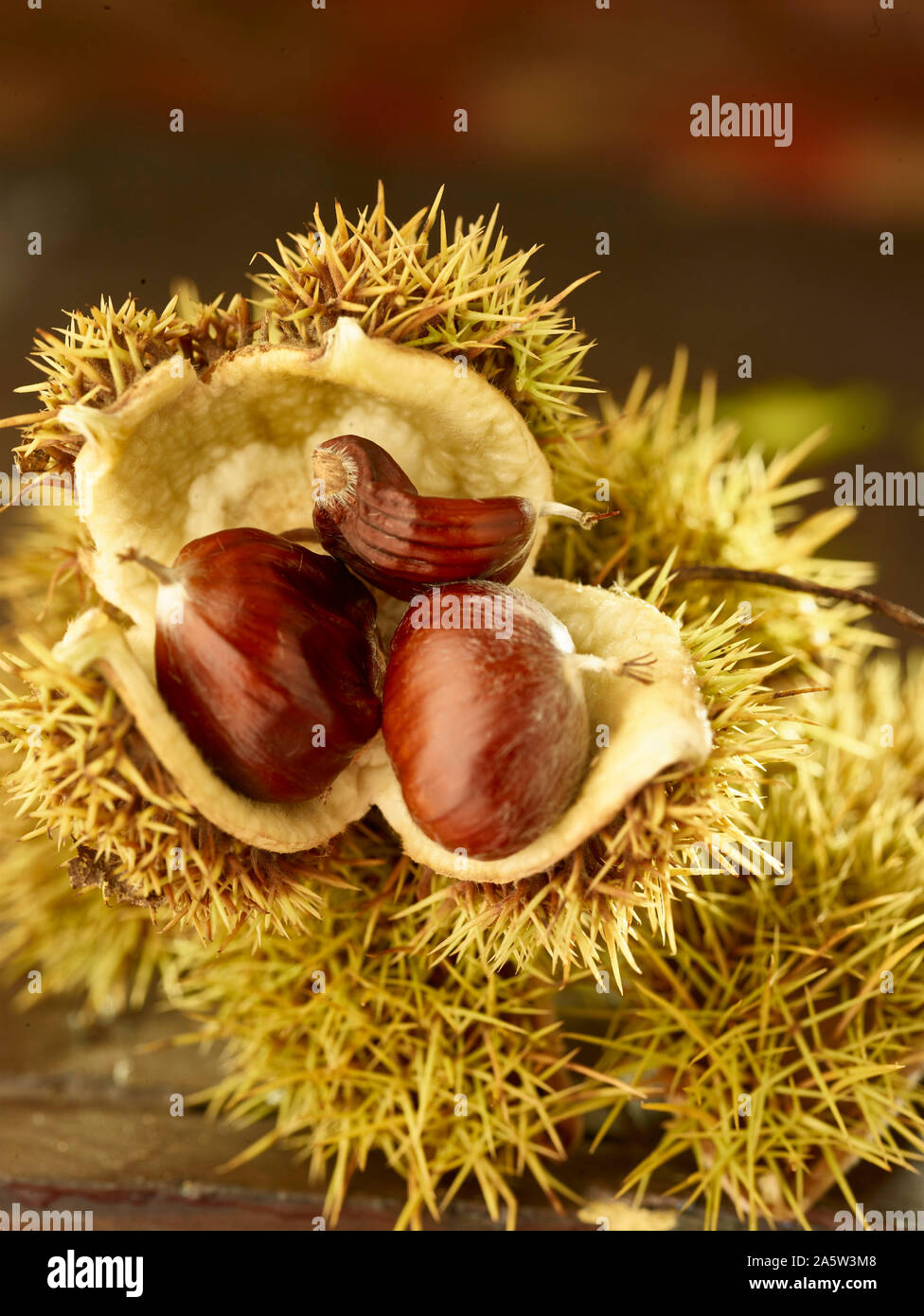 Nature close-up portrait of sweet chestnut showing form and structure ...