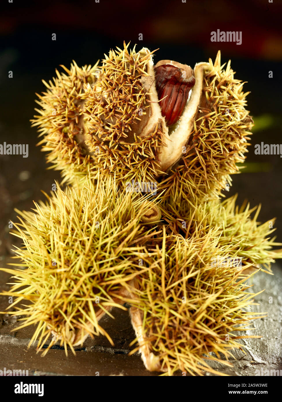 Nature close-up portrait of sweet chestnut showing form and structure ...