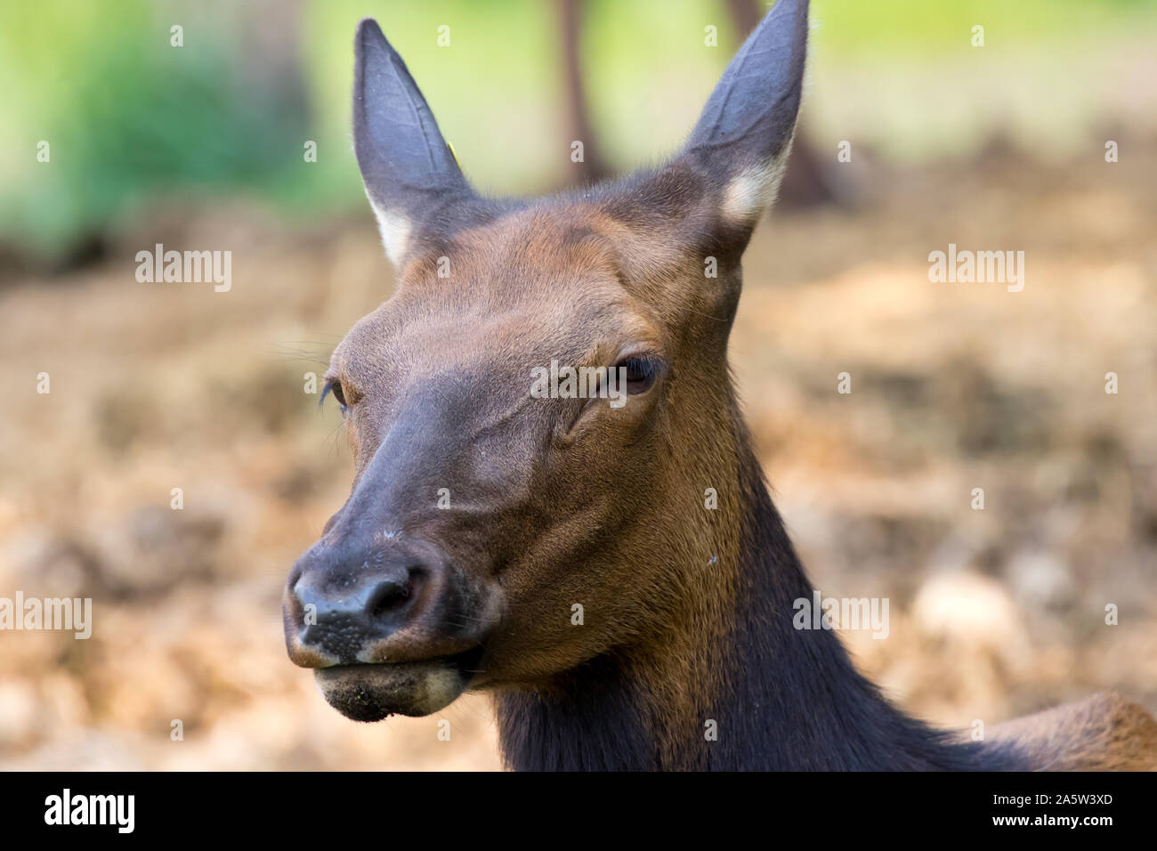 A close up of the face of an Elk cow, located in the Yukon Territories ...