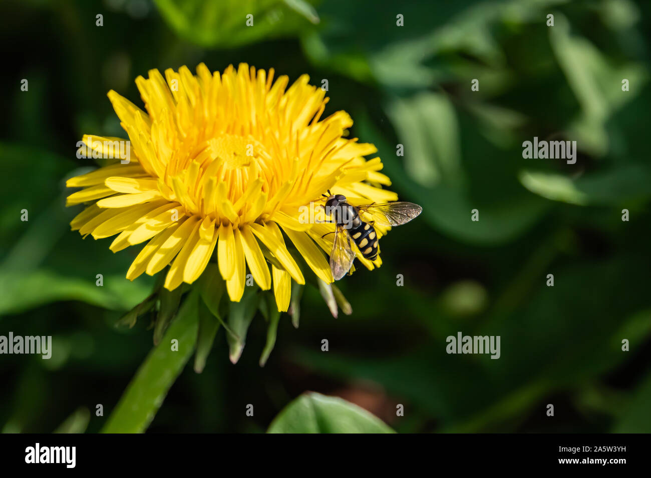 Ligule hi-res stock photography and images - Alamy