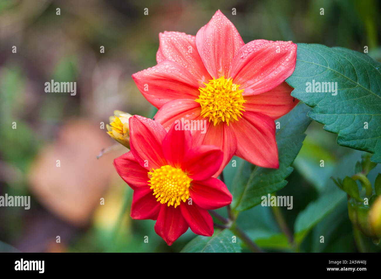 Close up of Chinese hibiscus flower in red color with blurred nature ...