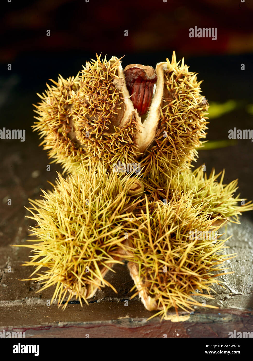 Nature close-up portrait of sweet chestnut showing form and structure ...
