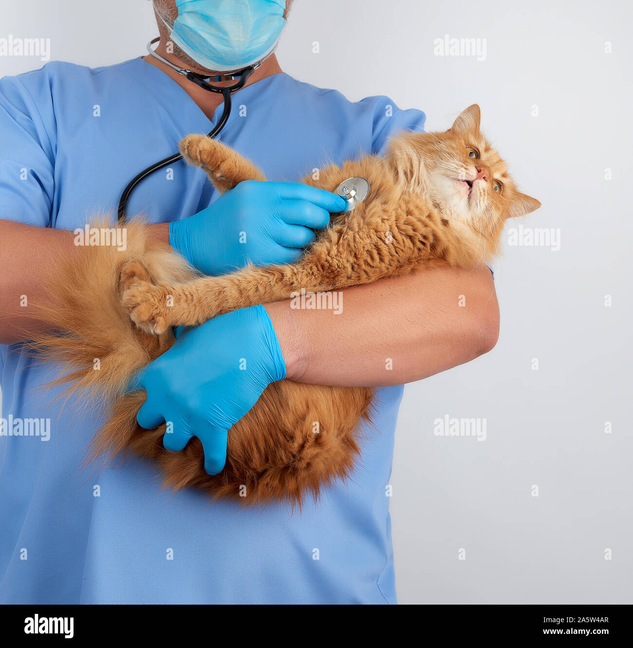 Veterinarian in blue uniform and sterile latex gloves holds and ...