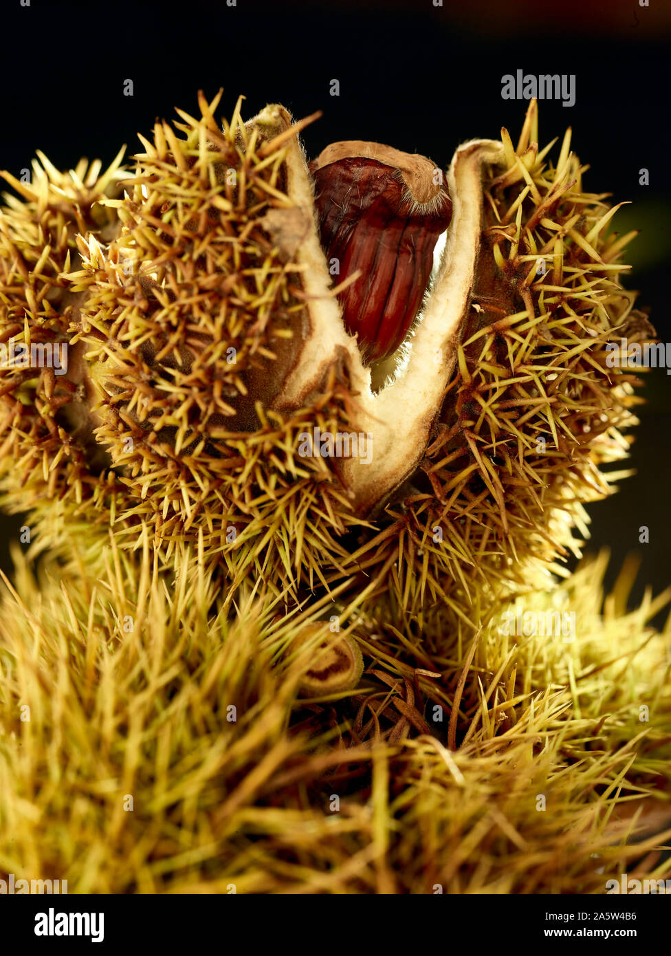 Nature close-up portrait of sweet chestnut showing form and structure ...