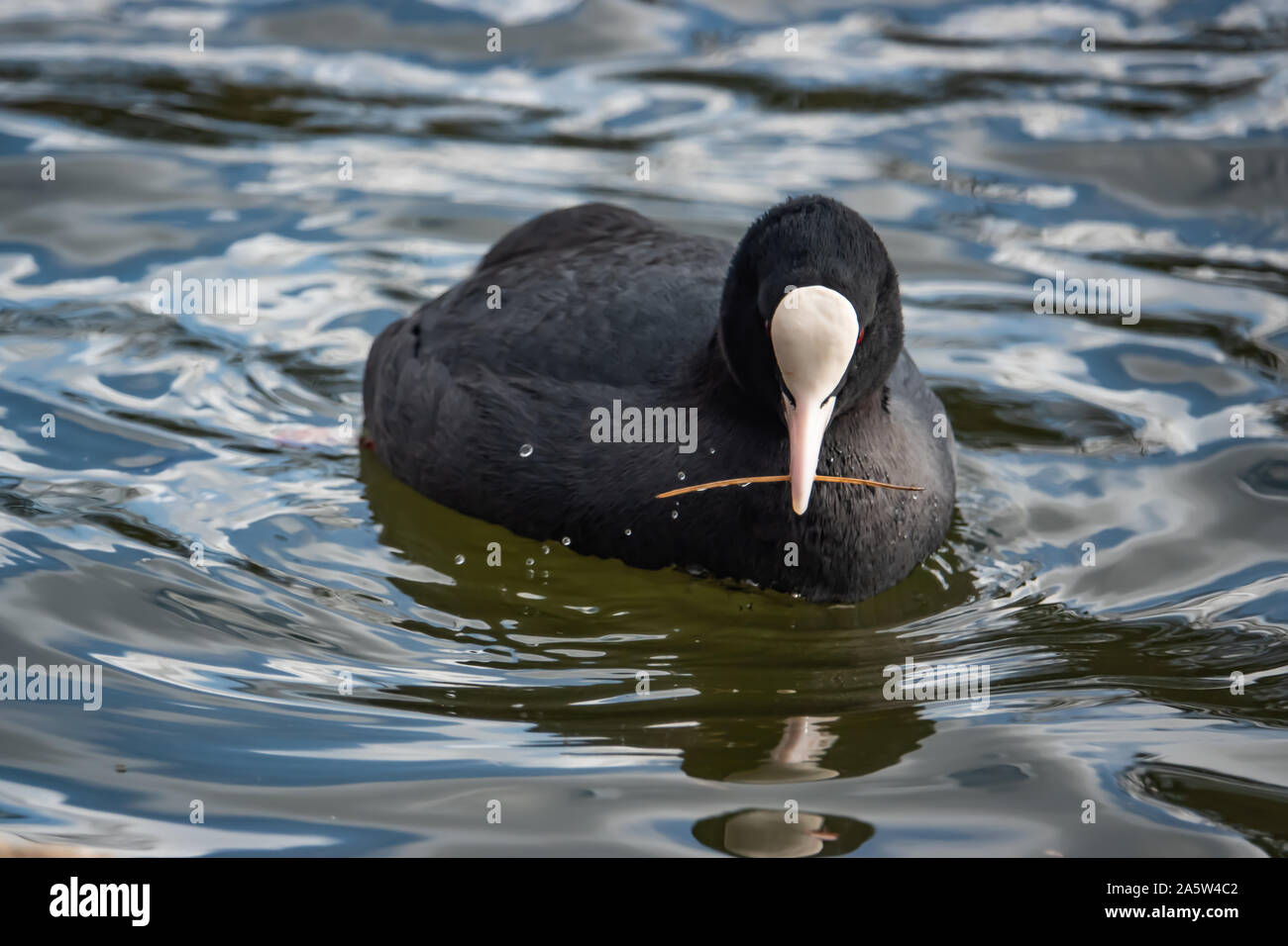 Eurasian Coot in Pond in Winter Stock Photo - Alamy