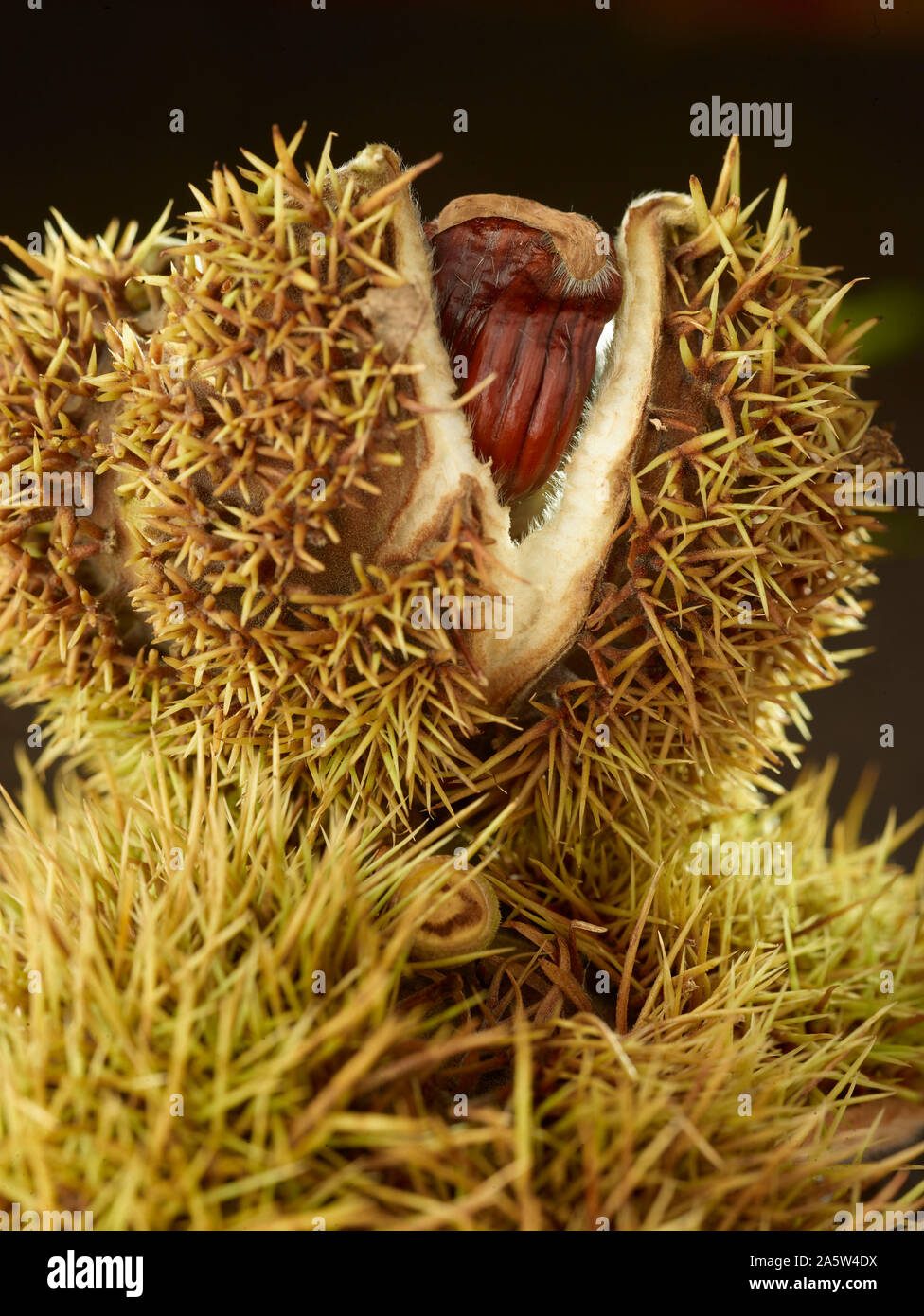 Nature close-up portrait of sweet chestnut showing form and structure ...