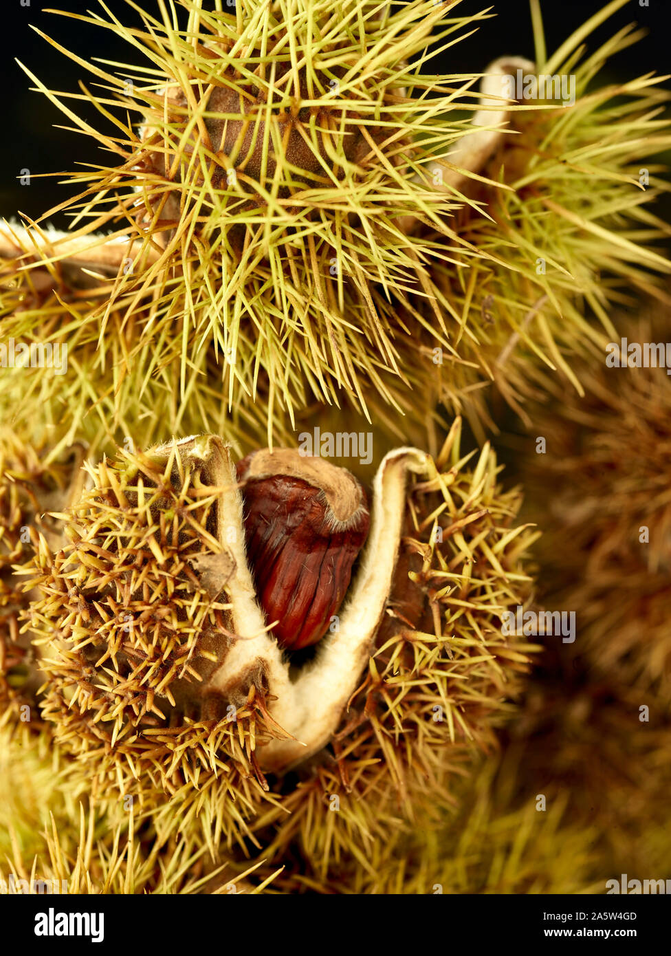 Nature close-up portrait of sweet chestnut showing form and structure ...