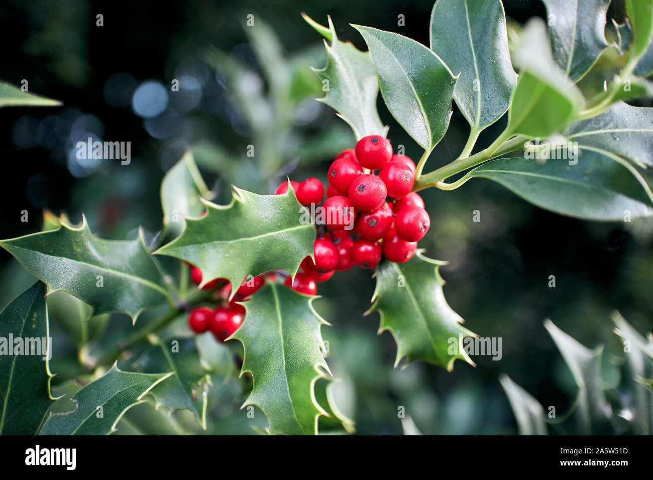 Green Holly Bush leaves with a cluster of vibrant red berries Stock ...