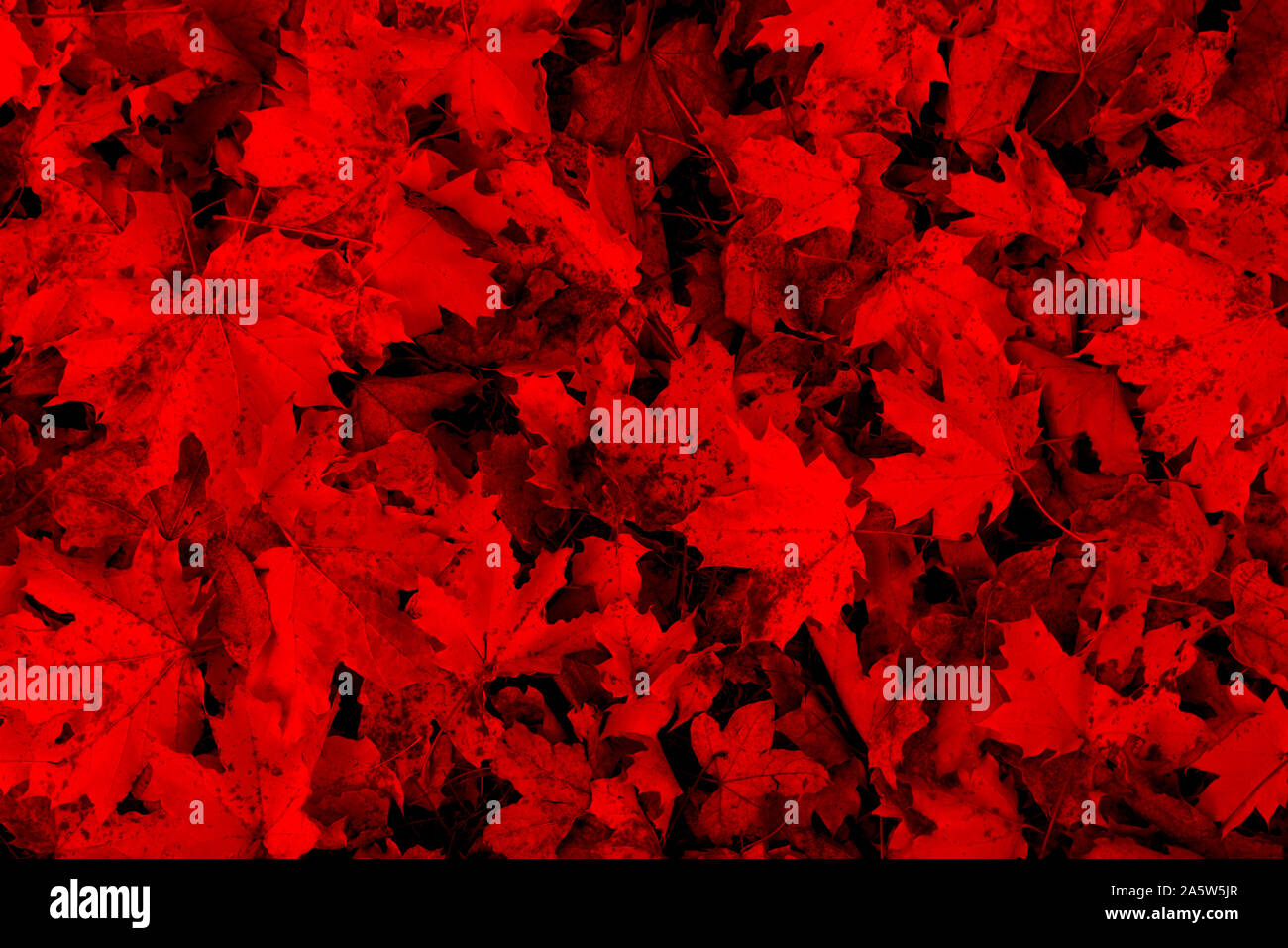 Red autumn leaves hi-res stock photography and images - Alamy