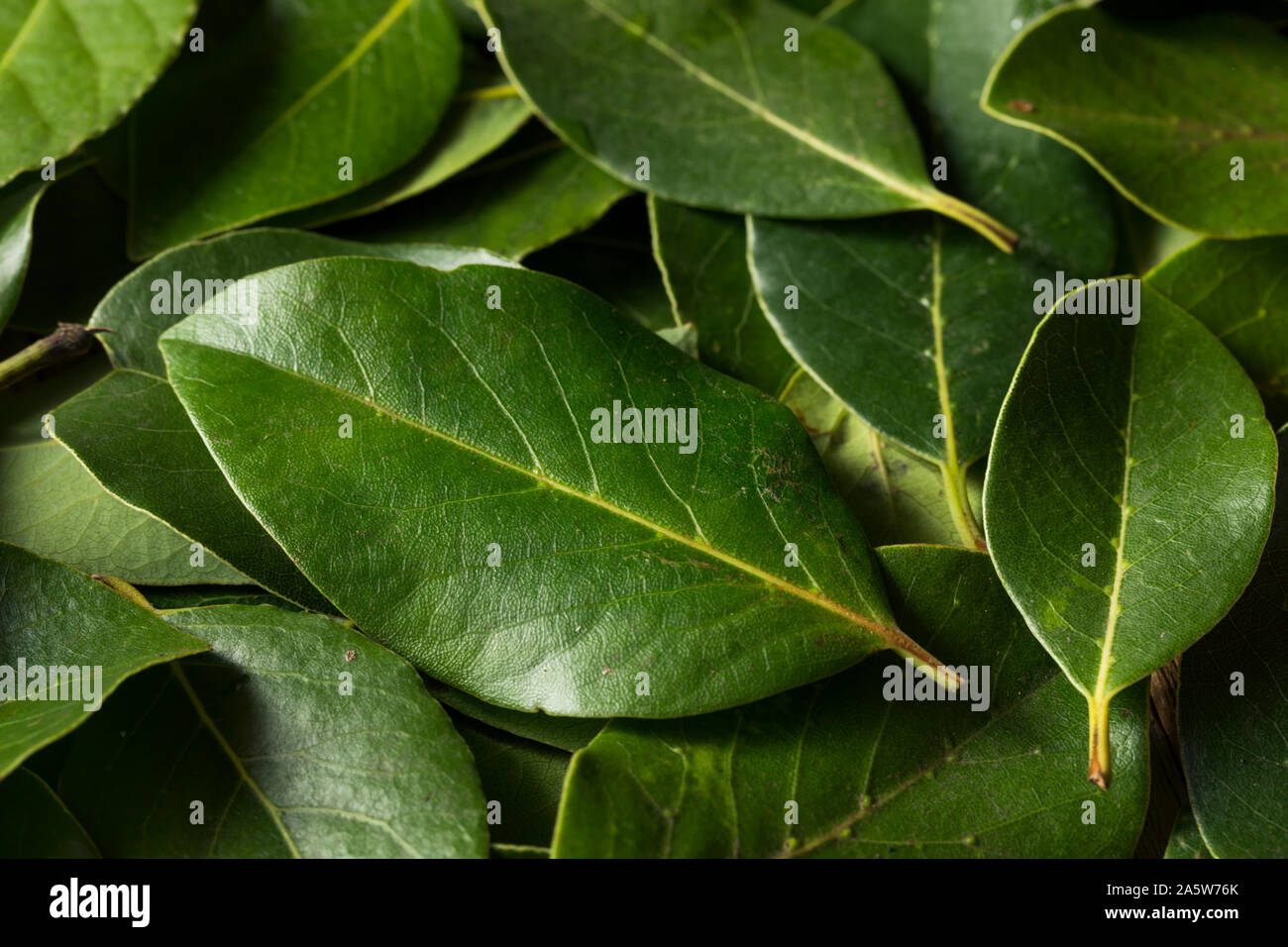 Bunch of bayleaves hi-res stock photography and images - Alamy